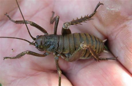 Mahoenui giant wētā
