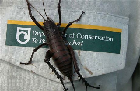 Mahoenui giant wētā