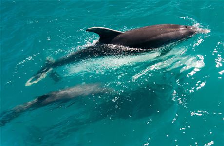 Bottlenose dolphin: New Zealand marine mammals