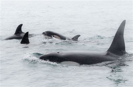 Killer whale/orca: New Zealand marine mammals