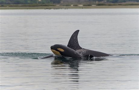 Killer whale/orca: New Zealand marine mammals