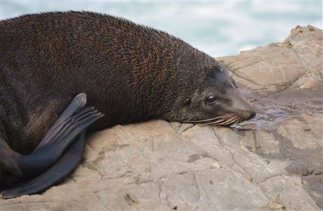 New Zealand fur seal/kekeno: New Zealand marine mammals