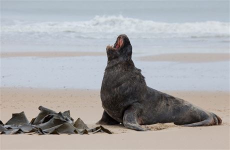 New Zealand sea lion/pakake/whakahao: New Zealand marine mammals