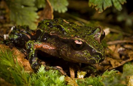 Archey's frog