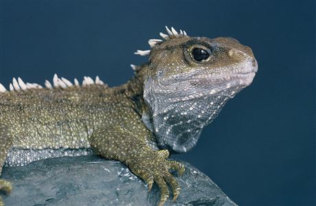 Tuatara: New Zealand reptiles