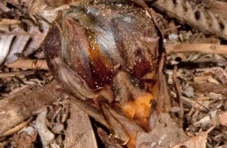 Dactylanthus images and time lapse video: Dactylanthus