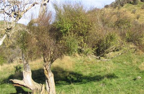 Olearia hectorii: Native Plants