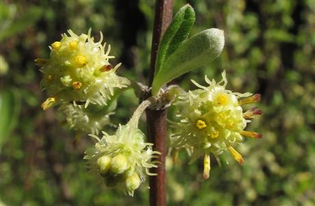 Olearia hectorii: Native Plants