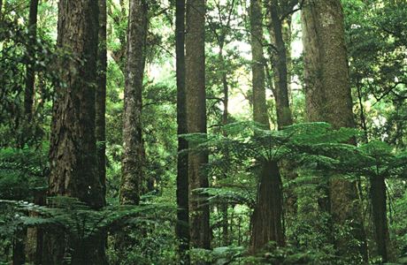 Waipapa Loop Track: Pureora Forest Park, Waikato