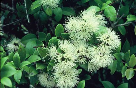 Myrtle rust host species: Myrtle rust