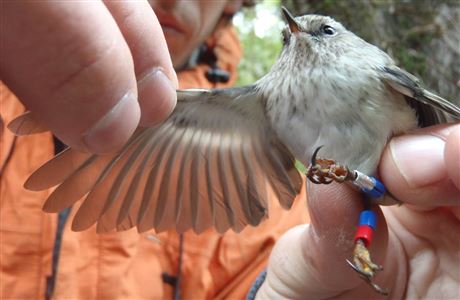 Rifleman/titipounamu monitoring: National Predator Control Programme