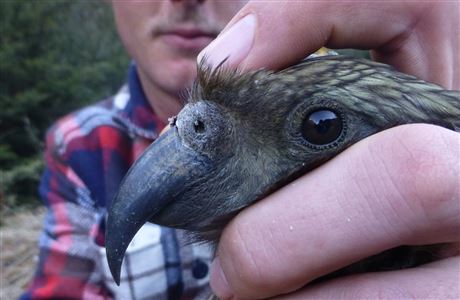 Kea monitoring: National Predator Control Programme