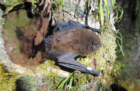 Long and short-tailed bat/pekapeka monitoring: National Predator ...