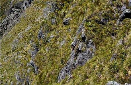 Rock wren/tuke: Tiakina Ngā Manu monitoring results