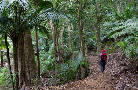 Aotea Track: Great Barrier Island, Auckland region