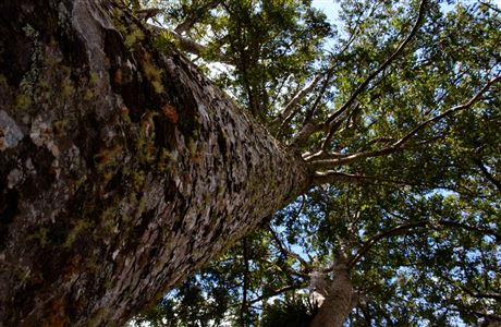Waiau Falls and Kauri Grove Lookout Walk: Coromandel Town area ...