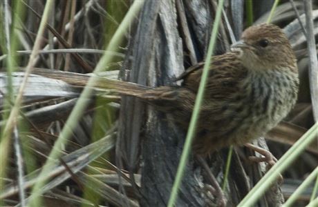 Rings Beach Loop Track: Tracks and walks in Coromandel