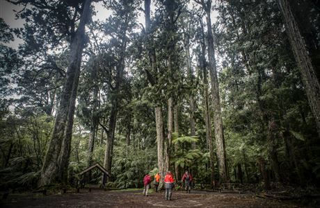 Whirinaki Te Pua-a-Tāne Conservation Park: Places to go in the East ...
