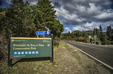 Whirinaki Te Pua-a-Tāne Conservation Park: Places to go in the East ...