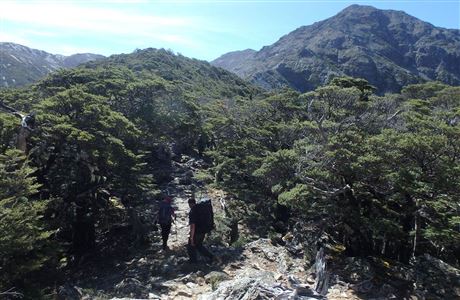 Mt Fishtail Route: Mount Richmond Forest Park, Marlborough region