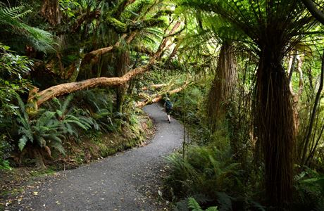 McLean Falls Walk: Catlins area, Otago region