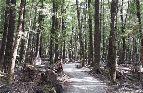 Lake Sylvan Track: Mount Aspiring National Park, Otago region