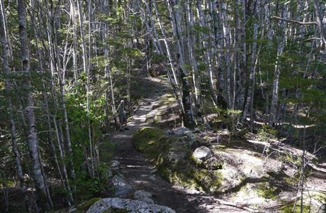 Mt Crichton Loop Track: Queenstown area, Otago region