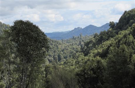 The Timber Trail - Pureora - Ongarue: Pureora Forest Park, Waikato region