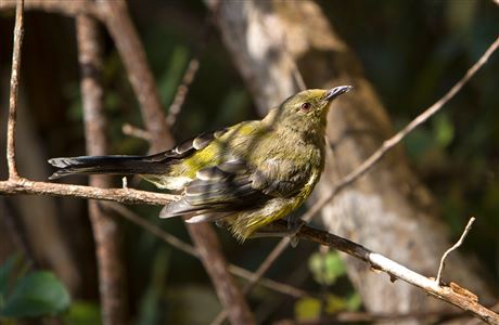 Nature and conservation: Kapiti Island Nature Reserve