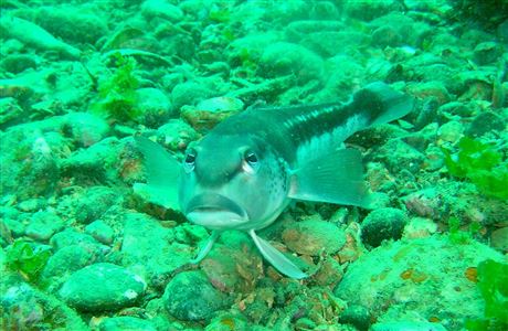 Kapiti Marine Reserve: Places to go in Wellington and Kapiti