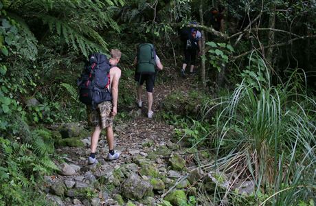 Big Bend Track: Remutaka Forest Park, Wellington region