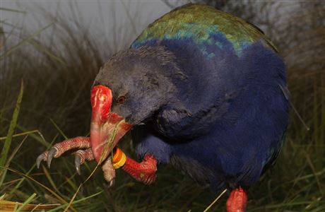 New Zealand birds A - Z: Native animal conservation