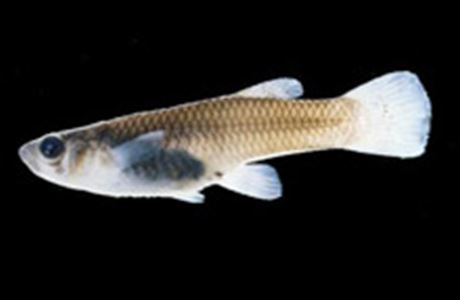 Freshwater pests: Pests and threats