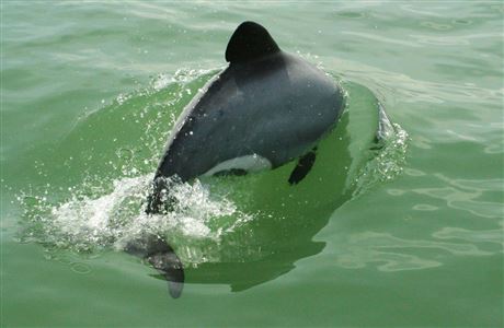 Marine mammals: New Zealand native animals