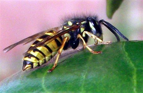 Methods of pest control: Animal pests