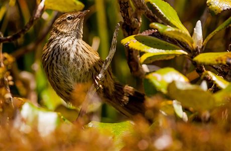 New Zealand birds A - Z: Native animal conservation
