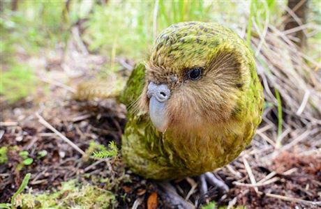 Kākāpō Recovery