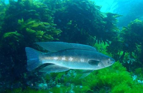 Kapiti Marine Reserve: Marine reserve report card