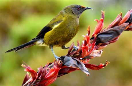 New Zealand birds A - Z: Native animal conservation