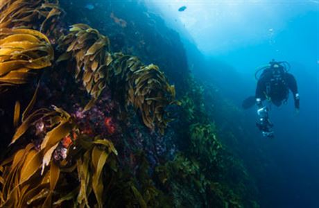 Type 1 Marine Protected Areas - Marine reserves