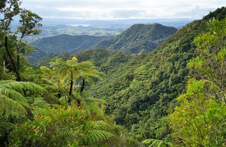 Waimā and Mataraua Forests: Places to go in Northland