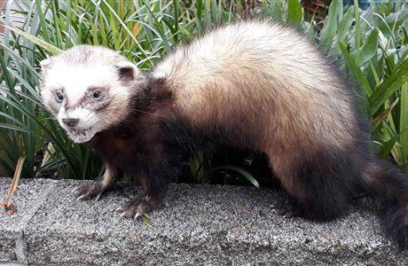 Animal pests and threats A - Z: Threats and impacts