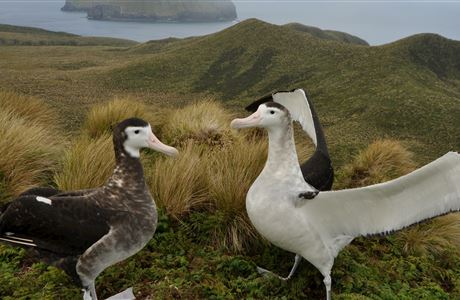 Albatross: New Zealand native sea and shore birds