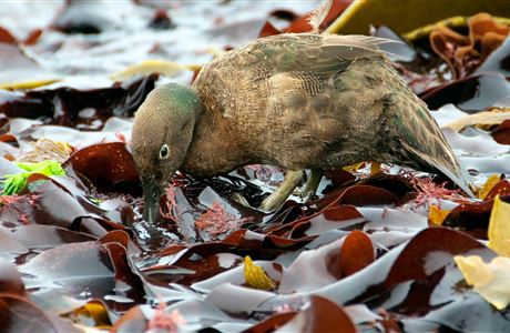 New Zealand birds A - Z: Native animal conservation