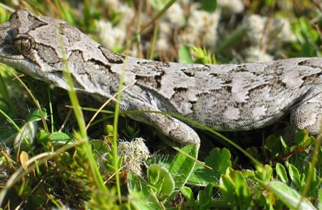 New Zealand lizards: Native animal conservation