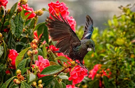 New Zealand birds A - Z: Native animal conservation