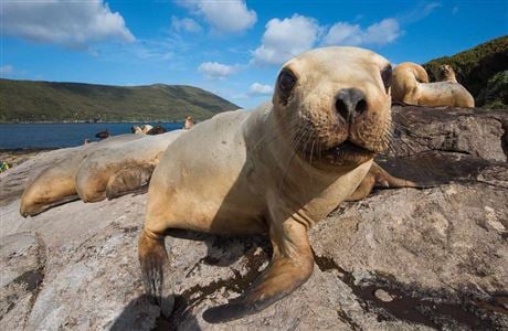New Zealand sea lion/rapoka/whakahao: New Zealand marine mammals