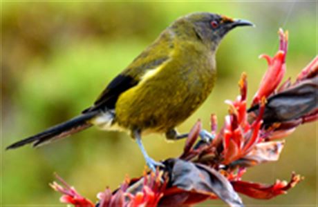 Biodiversity inventory and monitoring toolbox: Our work