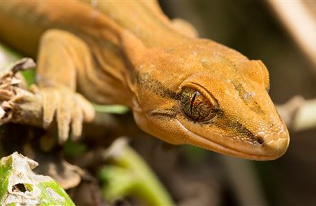New Zealand geckos: Native animal conservation