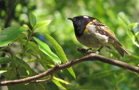 New Zealand birds A - Z: Native animal conservation